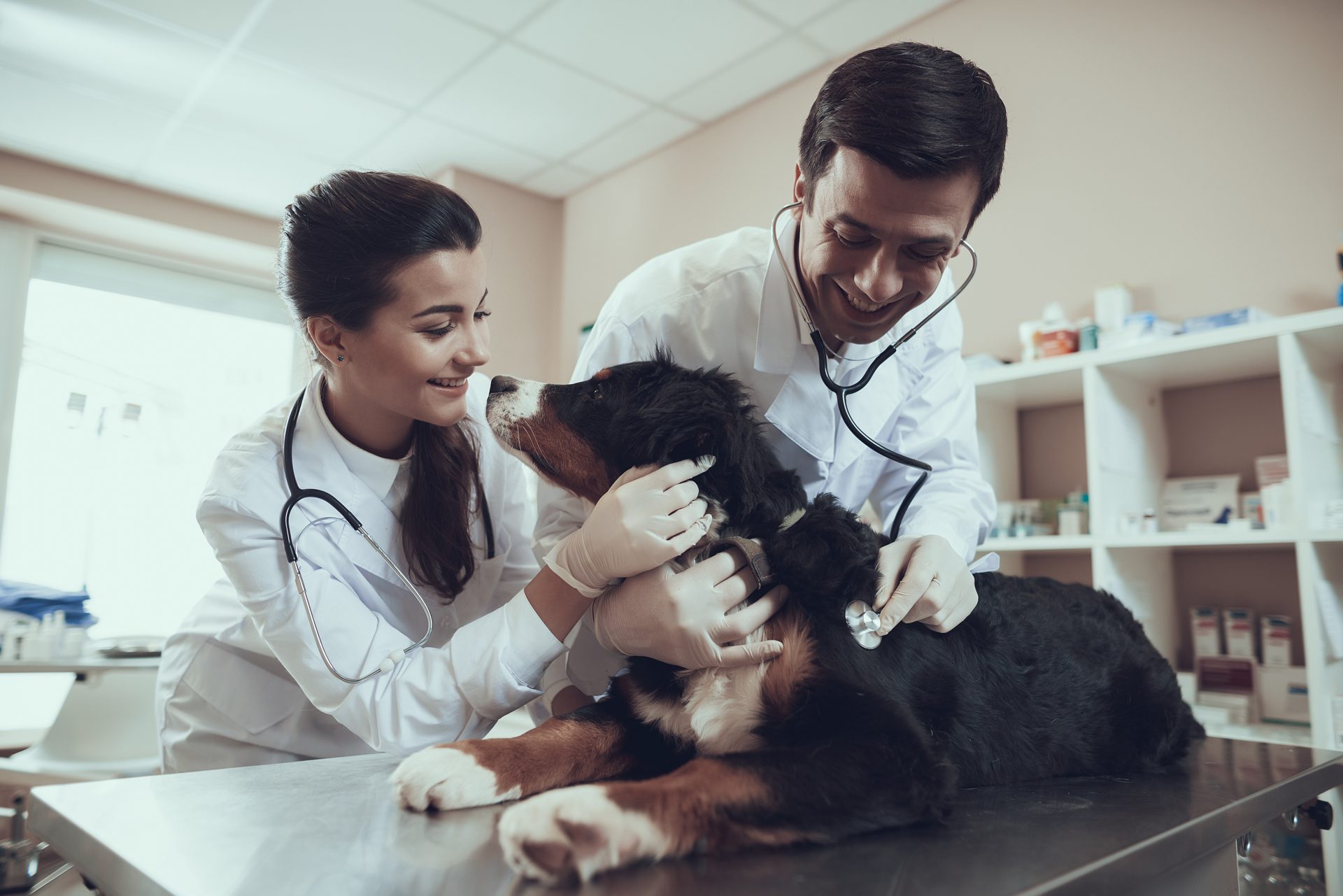 CLINICA GERAL - Maven VET